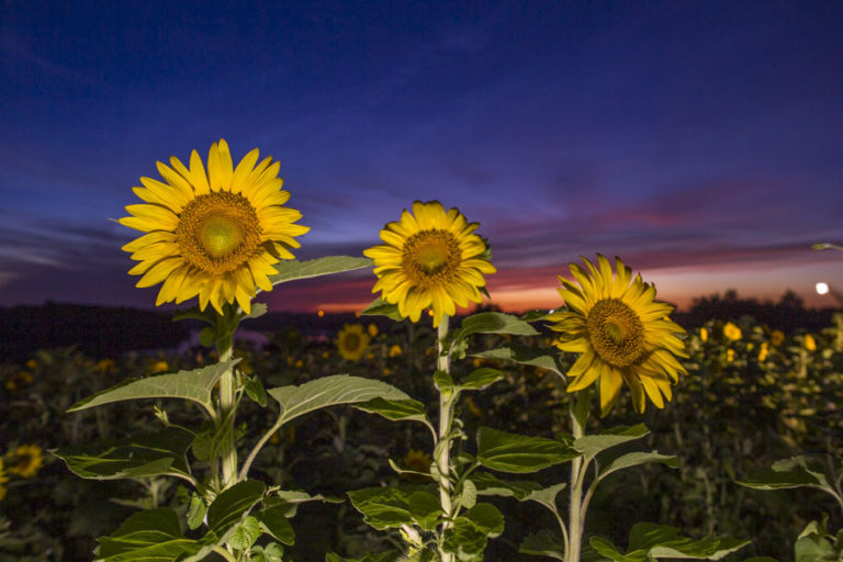 Where to find the best sunflower fields in Iowa (2025) - Iowa Road Trip