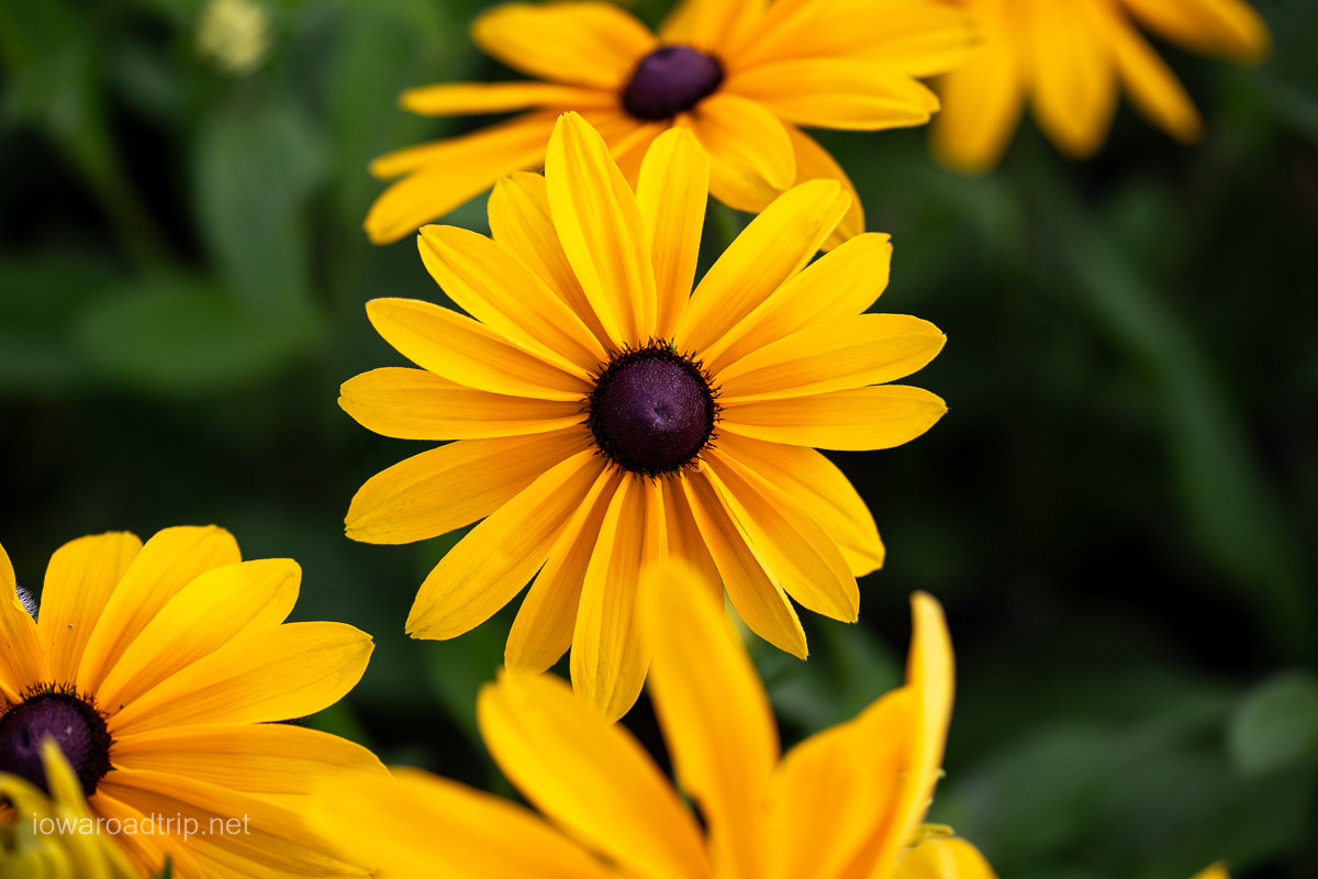 Best You-Pick Flower Farms in Iowa (2026) - Iowa Road Trip