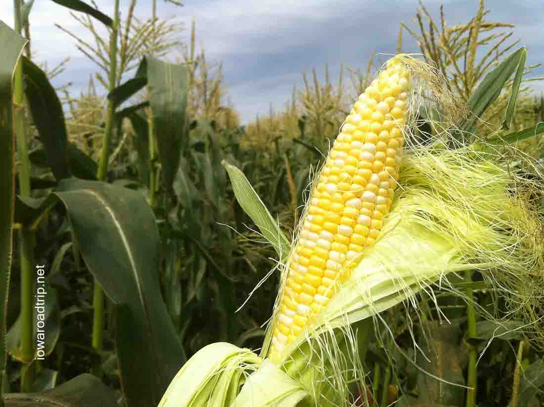 19 CORNy places to visit in Iowa - Iowa Road Trip