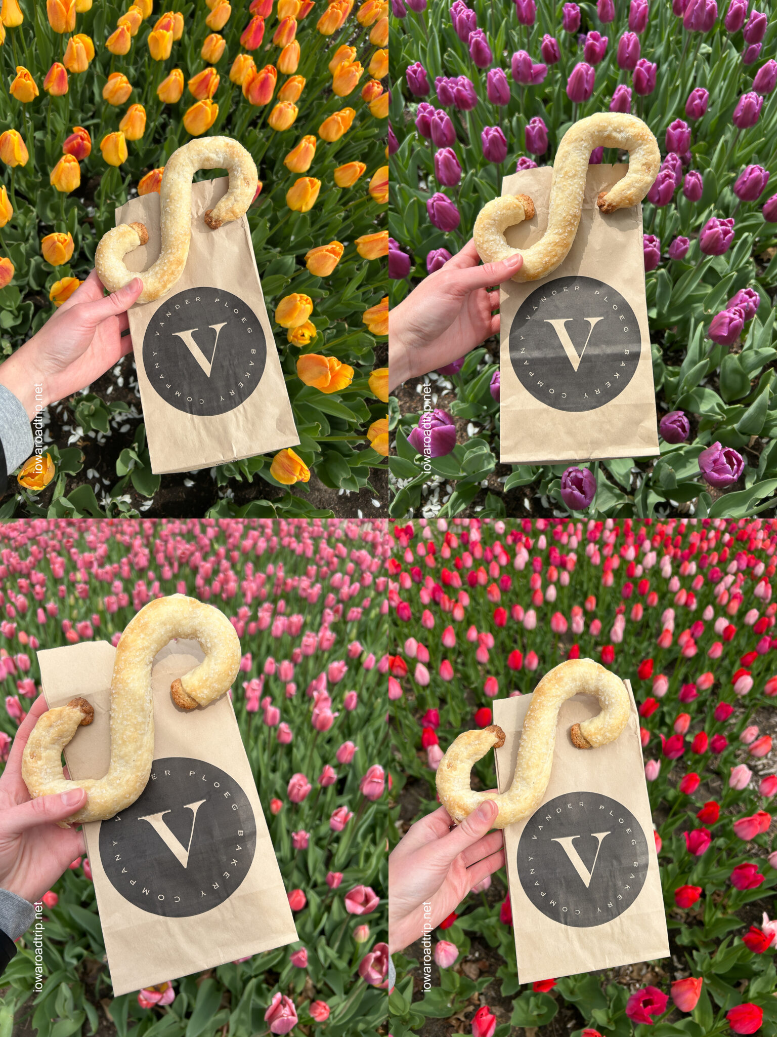 🌷 Tulip Time Festival in Pella, Iowa - Iowa Road Trip